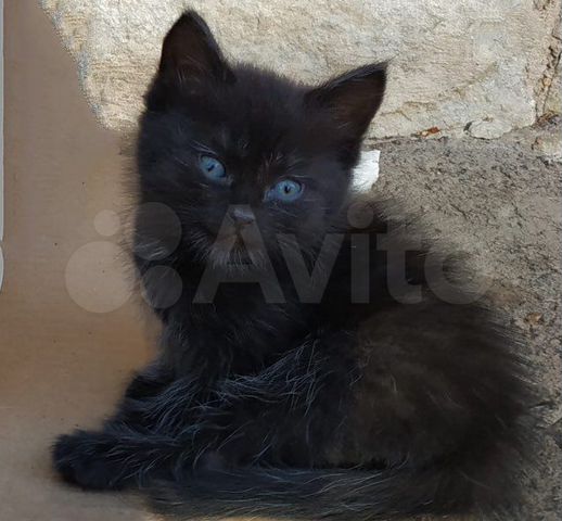 Котята 1,5 мес отличные ребята