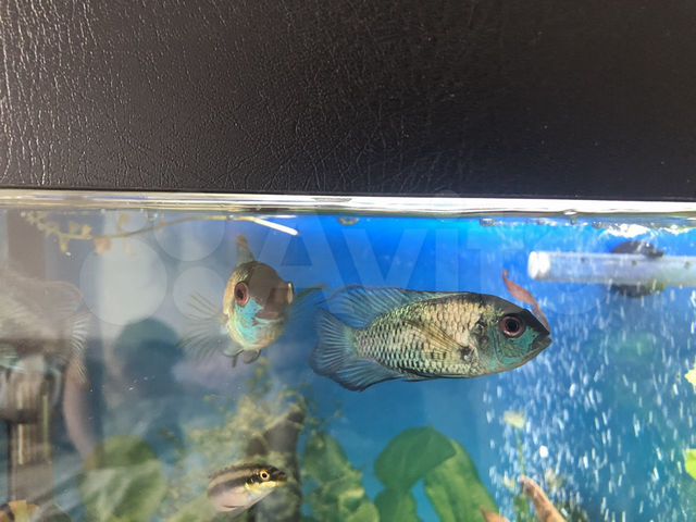 Цихлиды нанакара