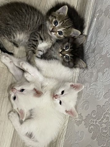 Котята метис брита и ангоры