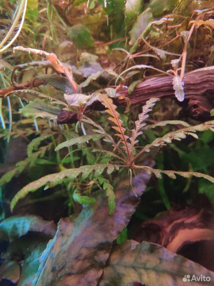 Гигрофила пиннатифида