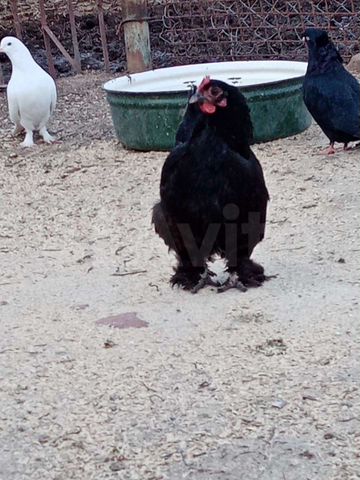 Куры карликовые