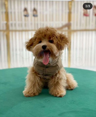 Мальтипу Ф1 щенки на бронь