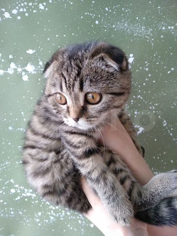 Шотландская вислоуая