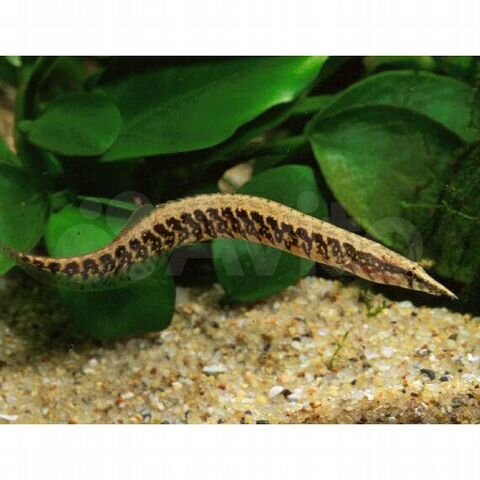 Макрогнатус. Обменяю. Продам