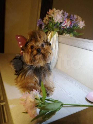 Вязка Йоркширский терьер