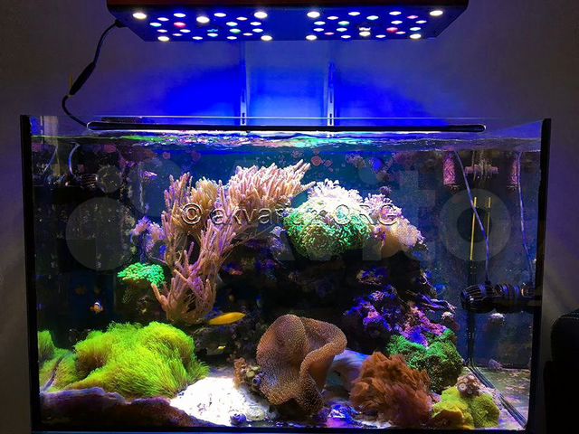 Cветильник для морского аквариума Semigrow IT 5060