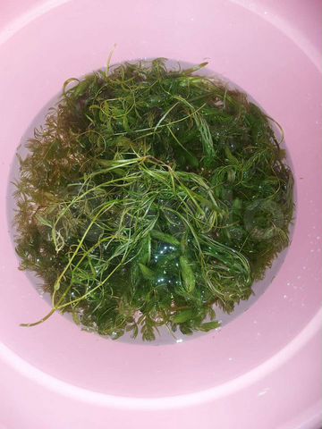 Аквариумные растения