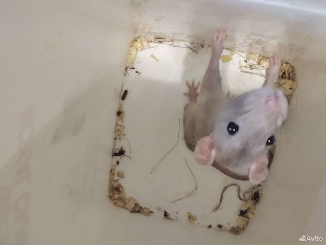 Крысы "red Devil"