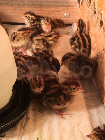 Перепела перепелята