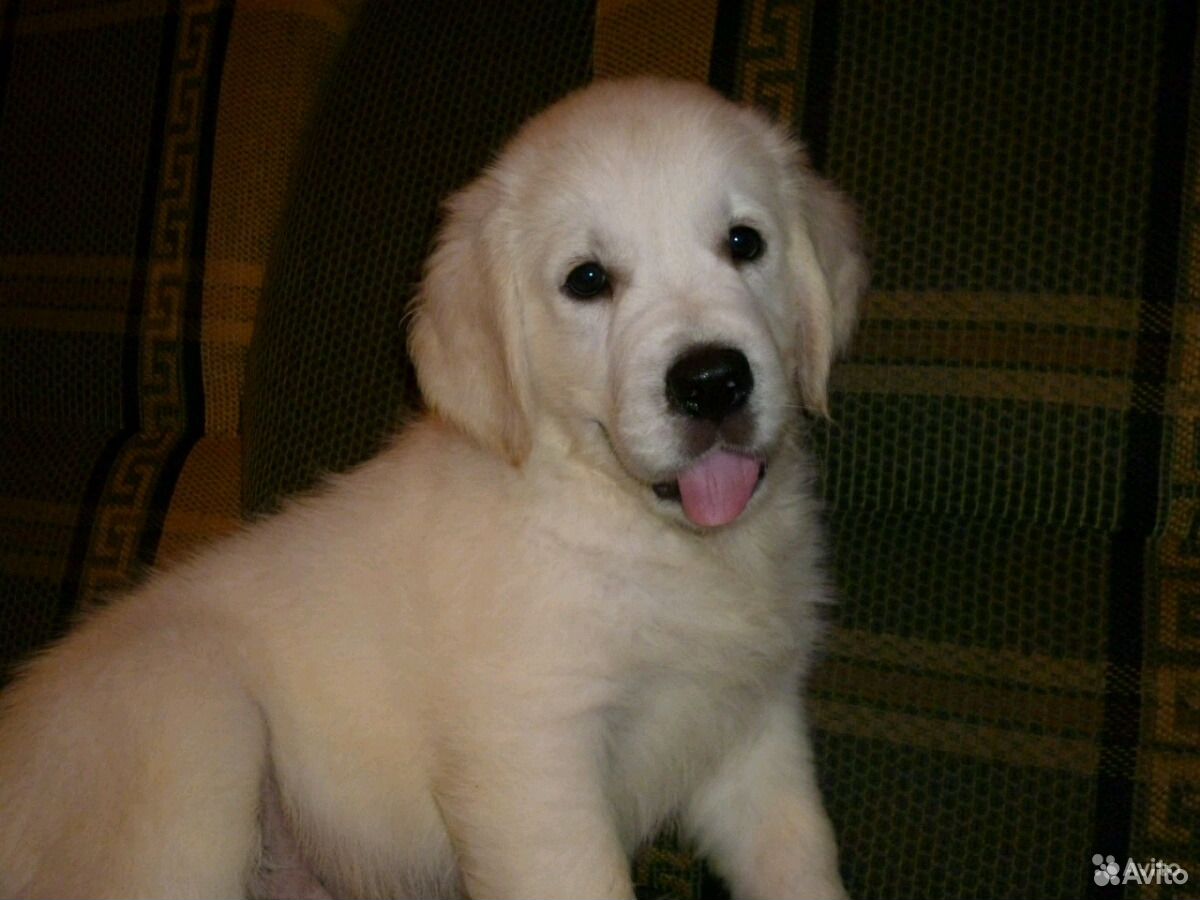 Золотое счастье от Чемпионов