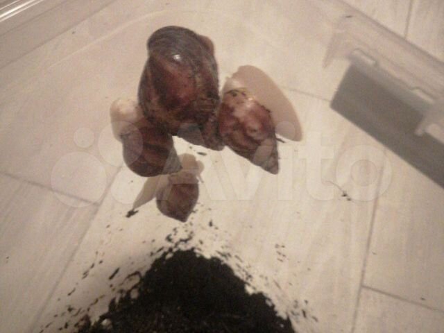 Улитки ахатины ретикулята