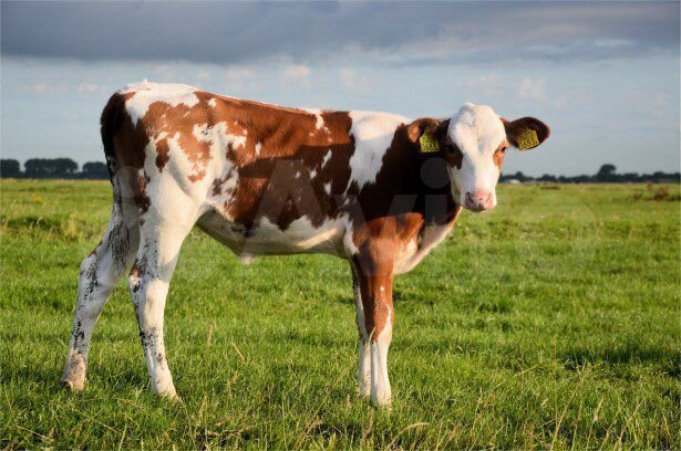 Продам мясо молодого бычка