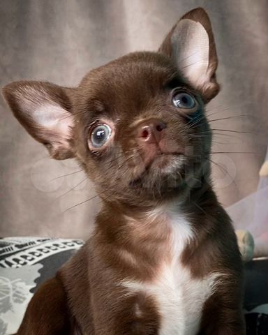 Шоколадные и лиловые щенки чихуахуа
