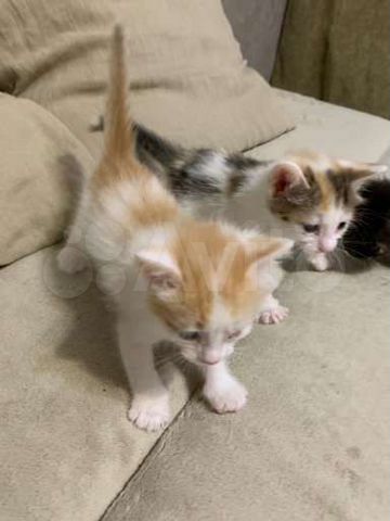 Малыши,спасенные из Чишмов