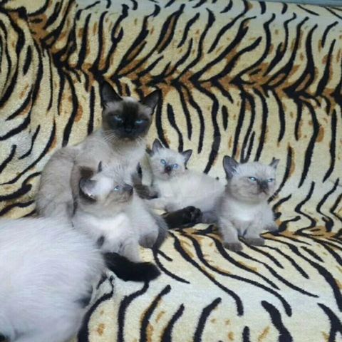 Тайская порода