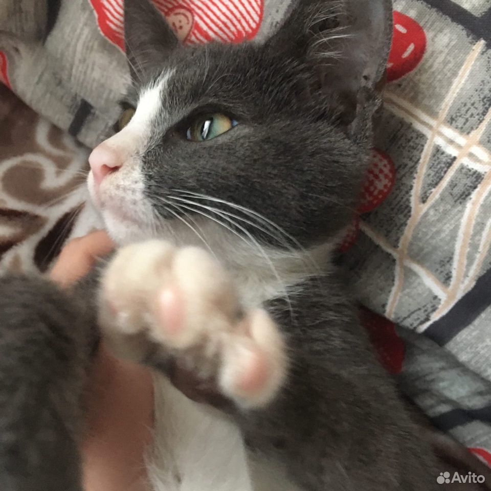 Котёнок в добрые руки