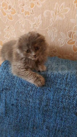 Шотландские вислоухие котята 2 месяца