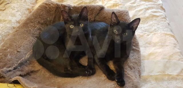 Телезвезды-черные котята Джони и Армани 3мес