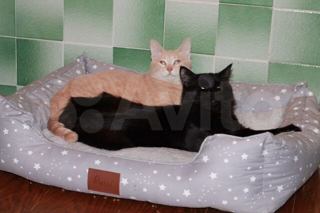 В добрые руки