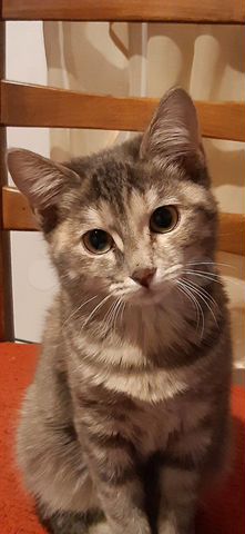 Котенок ищет семью