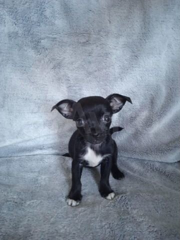 Щенки чихуахуа