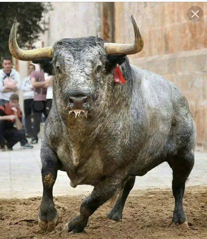 Быки на мясо