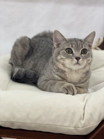 Кошечка от мамы шотландки добрая ласковая