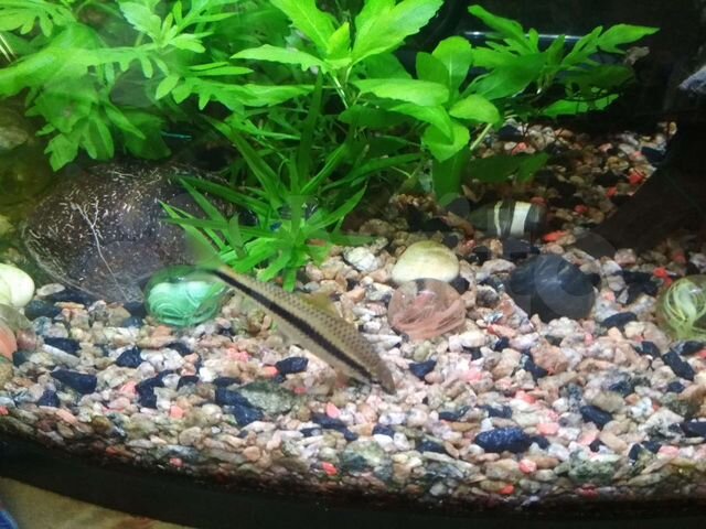 Сиамский водорослеед