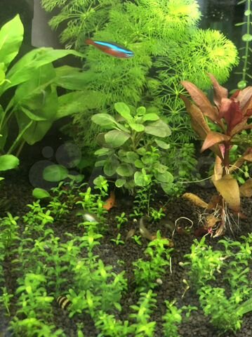 Аквариумные рыбки (гуппи, неоны)