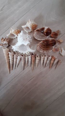 Морские ракушки