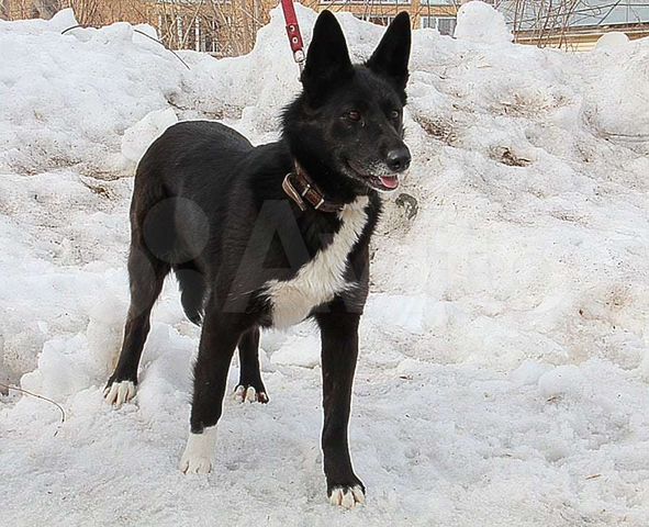 Умная и преданная собака Блана, 2 года