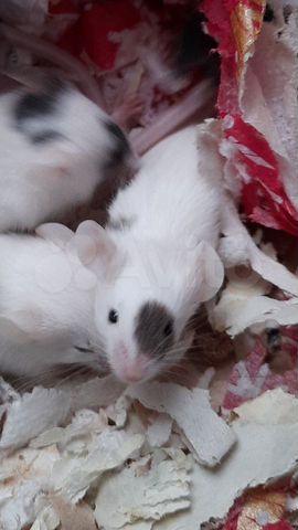 Декоративные мыши