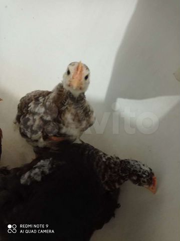 Петухи доминант