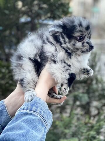 Мальчик черный мрамор