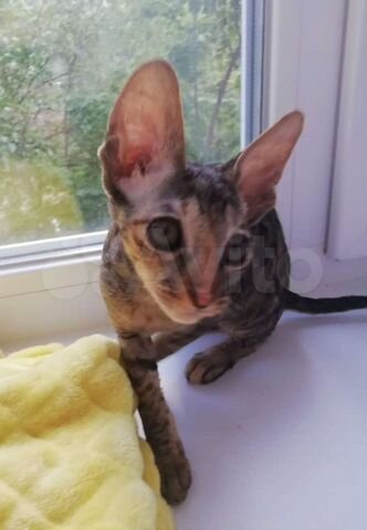 Кошечка Мишель корниш-рекс