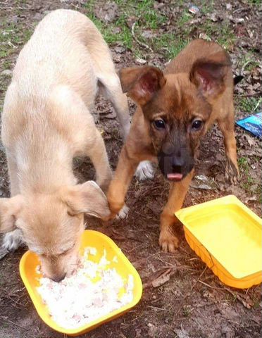 Нужен дом щенкам