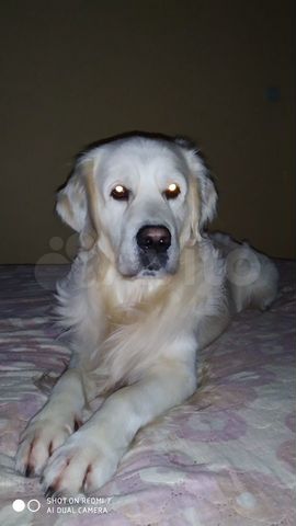 Золотистый ретривер