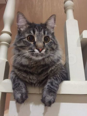 Кот Пиксель ищет дом