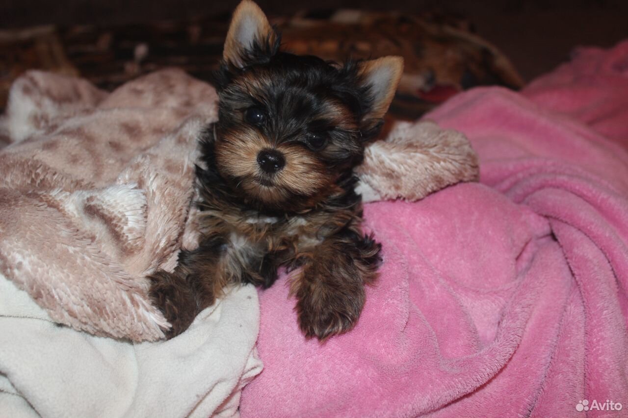 Красивый Щенок йорка