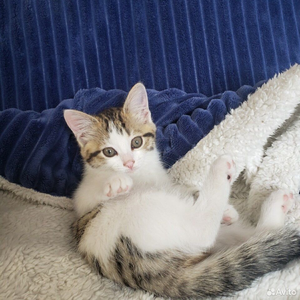 Котёнок девочка 1,5 месяца