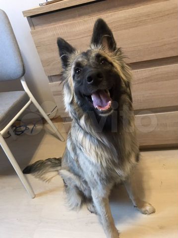 Красавица Нора - метис бельгийской овчарки, 8 мес