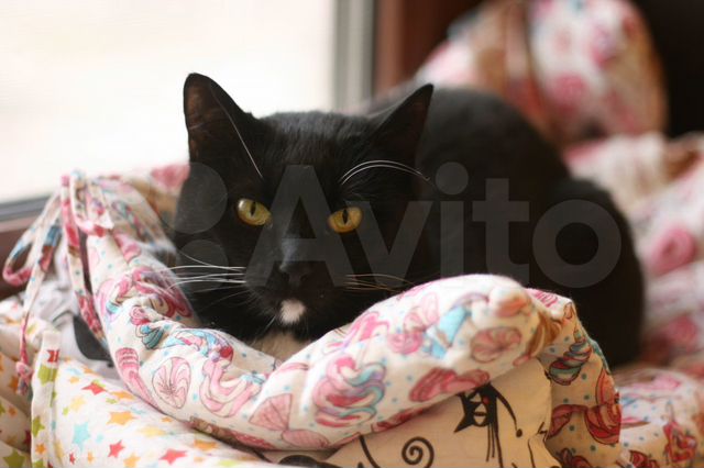 Фиби, черно-белая кошечка, 1 годик