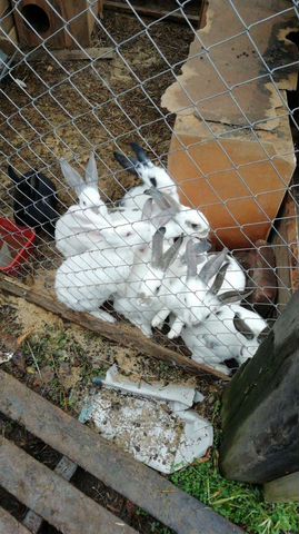 Кролики, бабочка