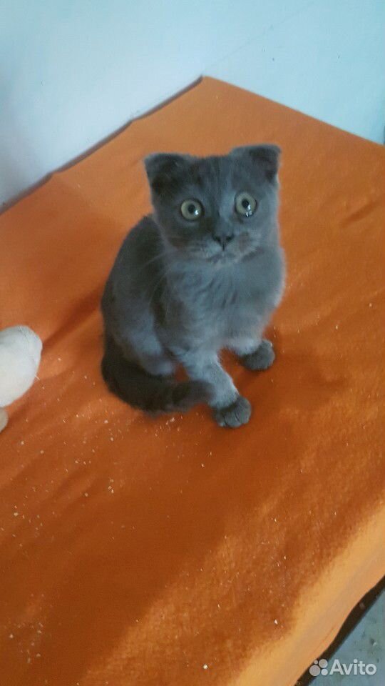 Котик шотландский 3 мес