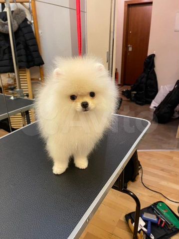 Померанский шпиц мини