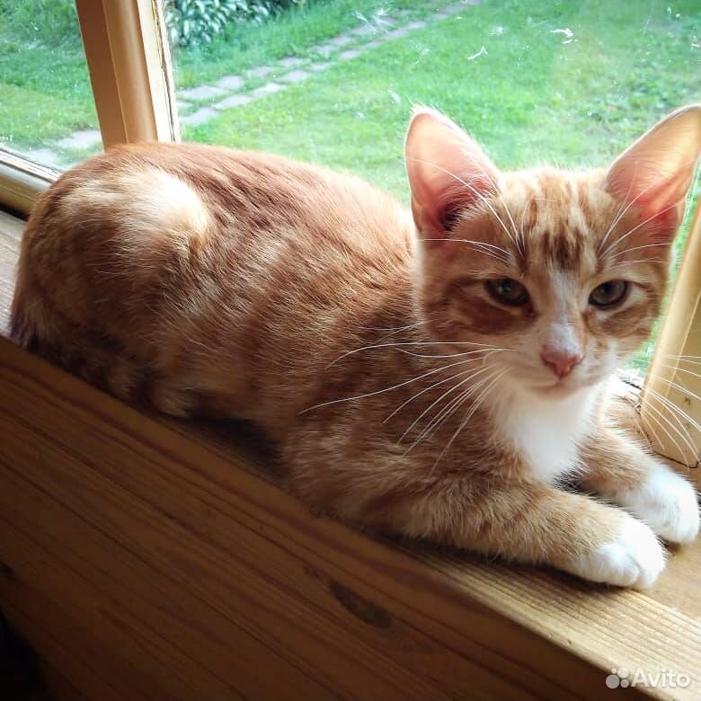 Котенок в хорошие руки