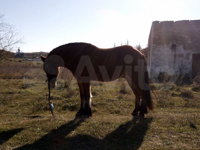 Спортивный пони