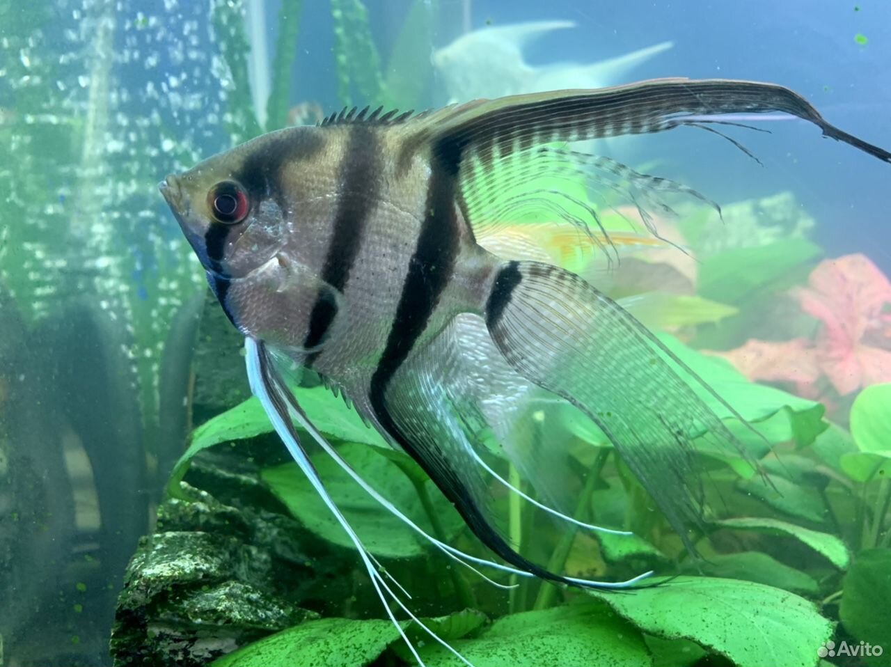 Скалярия Вуаль, золотая