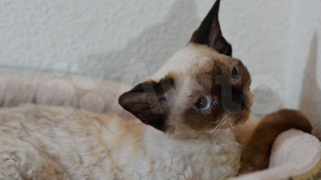 Пушистая лапушка