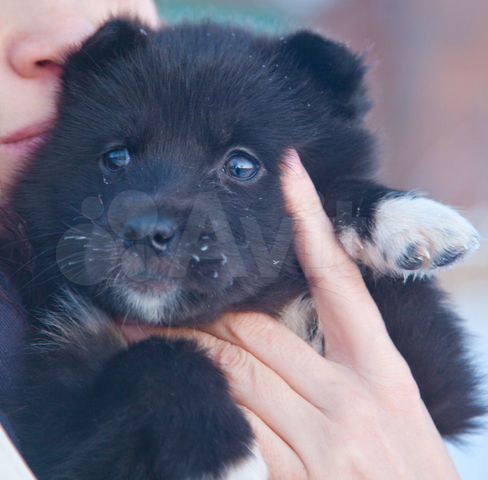 Щенок 1 месяц